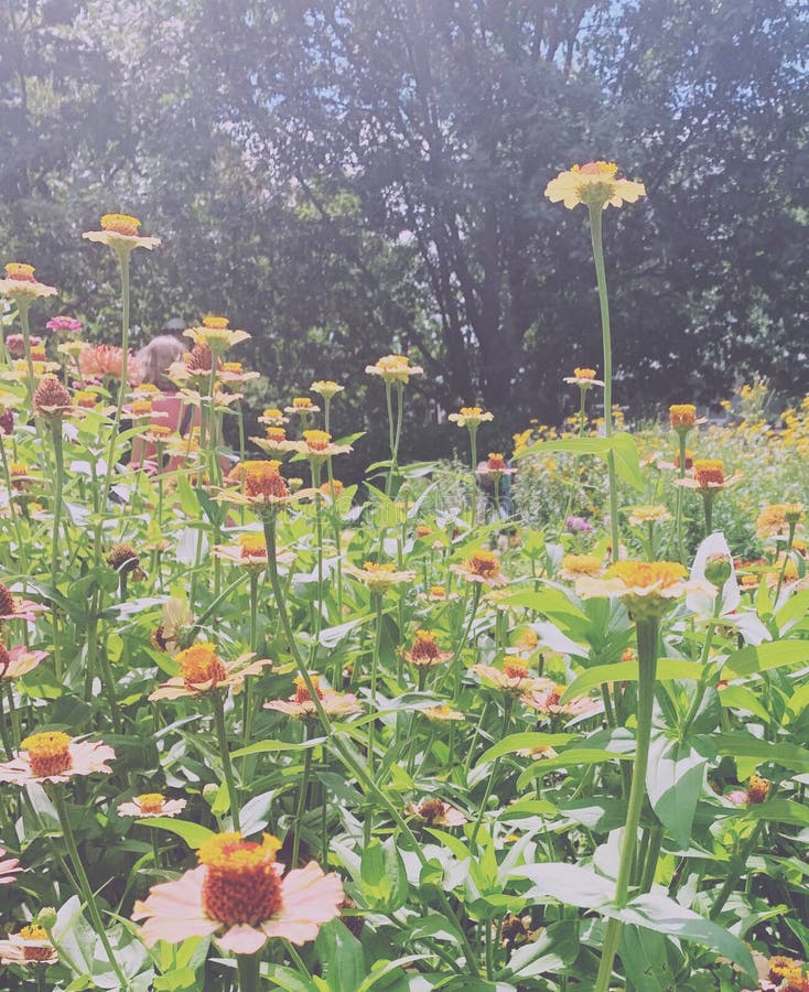 Flowers at play stock photo. Image of flowers, tall - 169041834