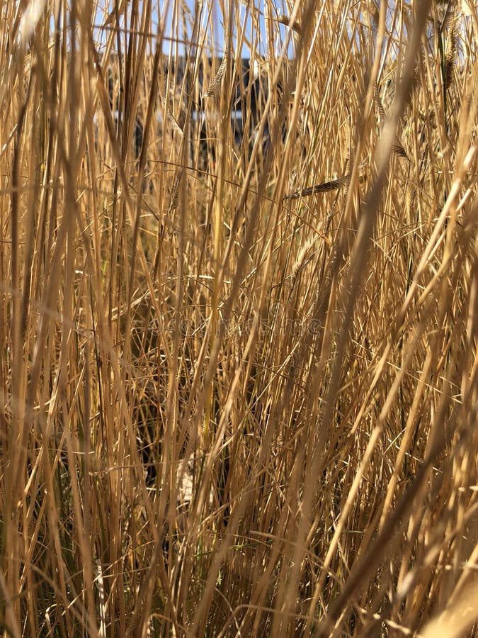 Tall Yellow Grass Close Up stock image. Image of tall - 107450983