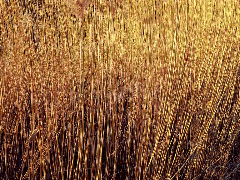 Tall yellow grass stock image. Image of reeds, tall, wild - 68445301