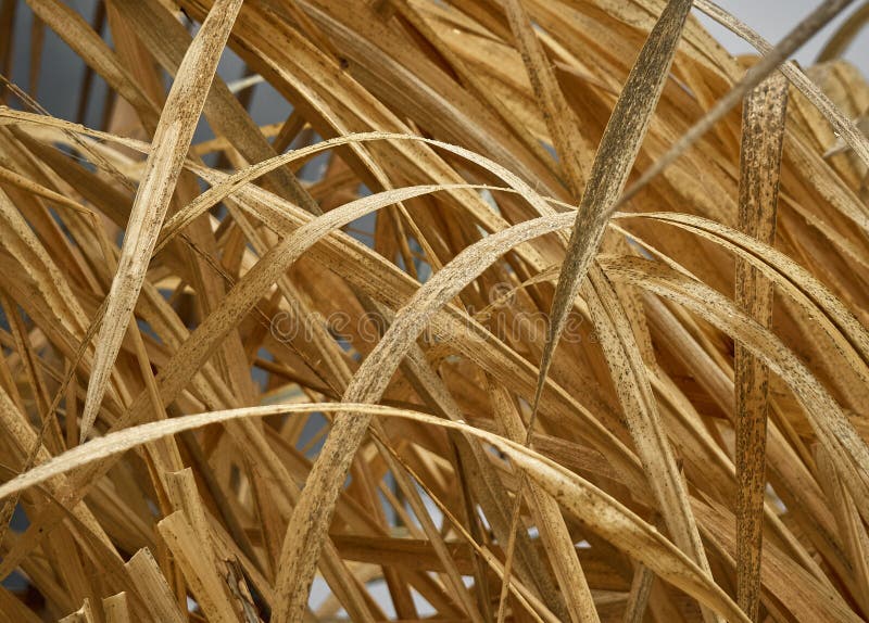 Tall yellow grass. stock image. Image of natural, herb - 178401959