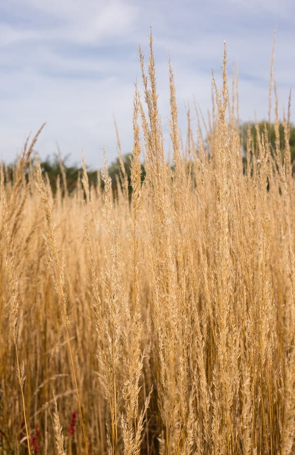 Tall yellow grass stock image. Image of flora, season - 3579071