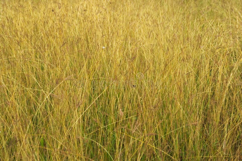 49,079 Yellow Grass Field Texture Photos - Free & Royalty-Free Stock ...