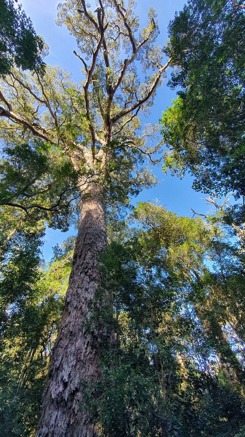 South African National Tree Yellowwood