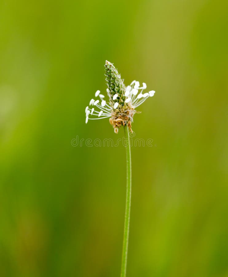 Tallo de la flor en hierba imagen de archivo. Imagen de prado - 110450937