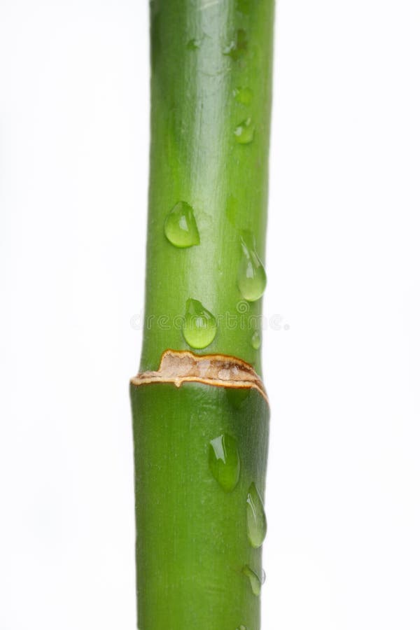 Tallo verde imagen de archivo. Imagen de limpio, alto - 13151529