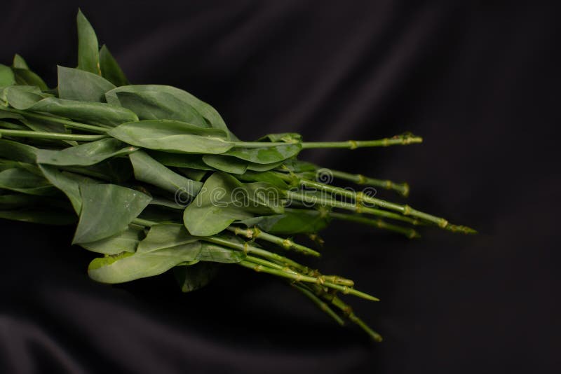 Tallo. Tallo Verde De Una Planta. Flores Foto de archivo - Imagen de ...