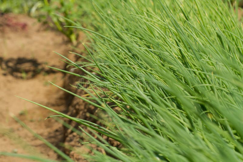 Tallos verdes de cebollas imagen de archivo. Imagen de cebollas - 21584641