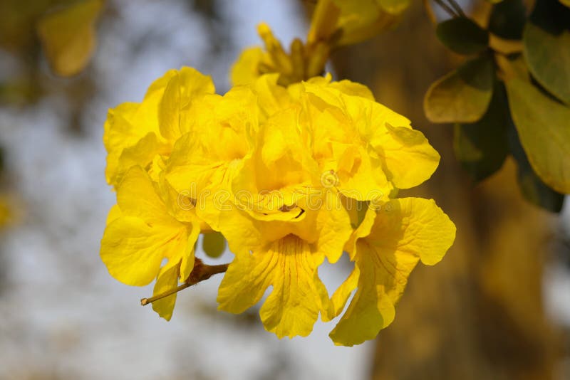 Tallow Pui stock image. Image of natural, flower, yellow - 51956373
