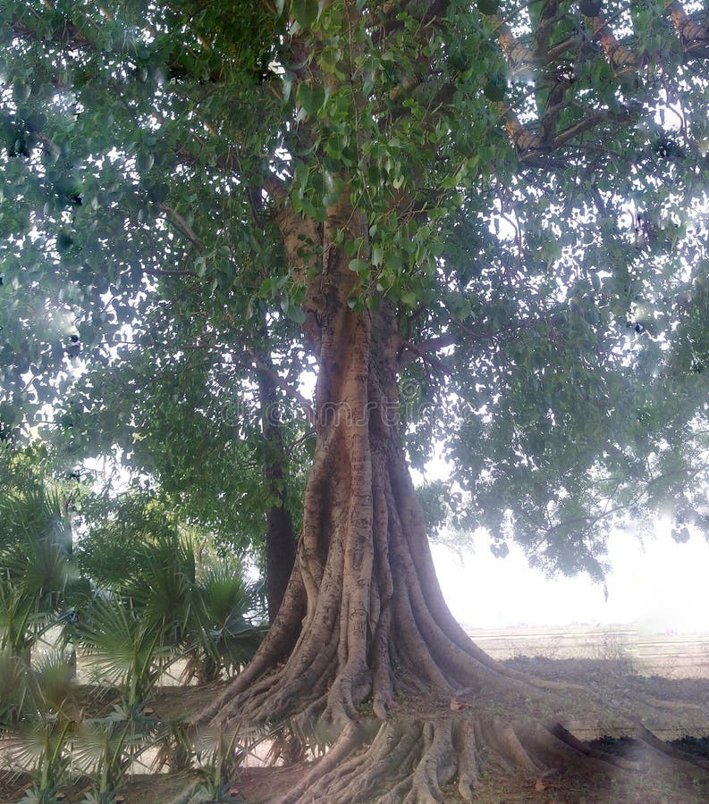 Tall Pipal Tree, Pipal Having Religious Value in India Stock Image ...