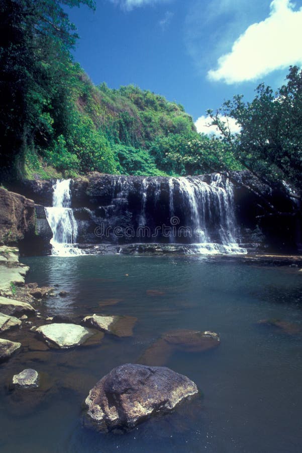 7+ Guam jungle Free Stock Photos - StockFreeImages