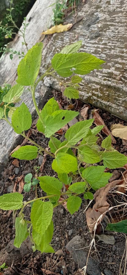 Talok Trees Stock Photos - Free & Royalty-Free Stock Photos from Dreamstime