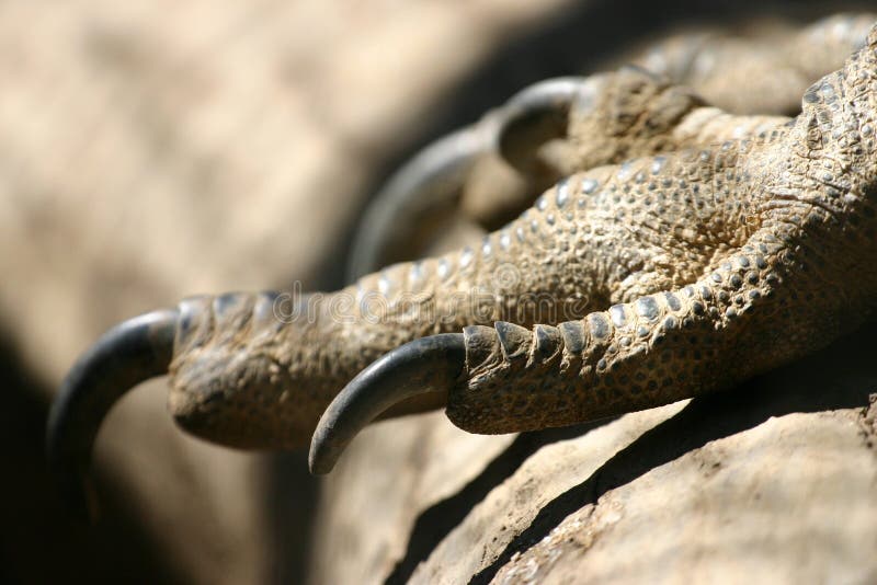 Talons stock image. Image of prey, bird, foot, eagle, claw - 261887