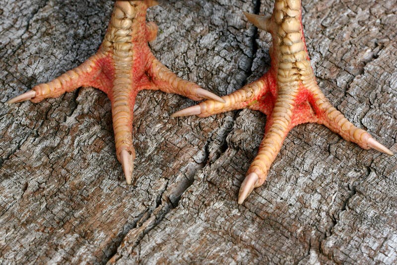 Animals - chickens stock image. Image of creature, feed - 197463