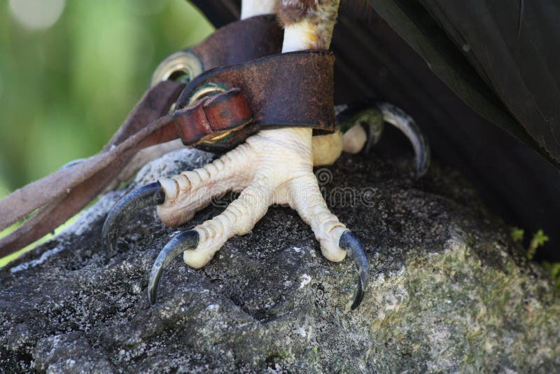 Talons stock image. Image of foot, talon, nails, bird - 41682707
