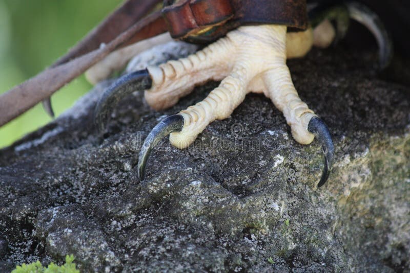Talons stock image. Image of foot, claw, reptile, prey - 41682769