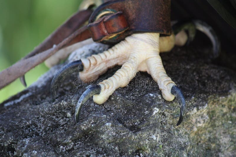 Talons stock photo. Image of nails, bird, prey, claw - 41682778