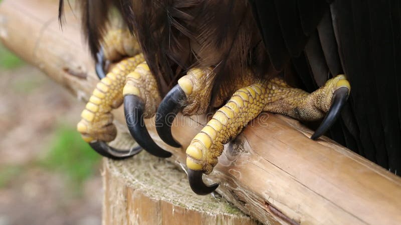Talons of sea eagle stock video. Video of grip, nail - 348596641