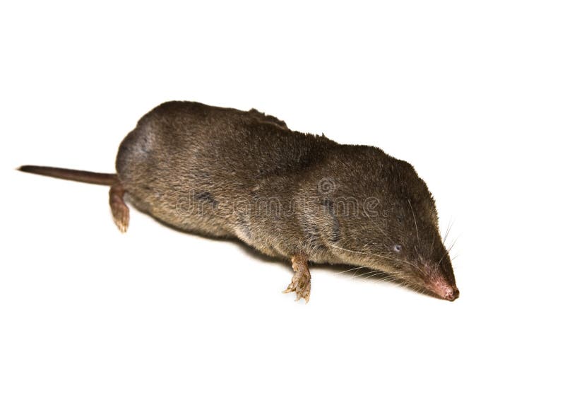 Talpa fotografia stock. Immagine di talpa, bruciare, scrofa - 18895298