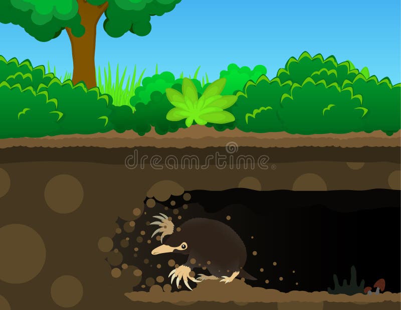 Talpa Cartoon illustrazione vettoriale. Illustrazione di profondo ...