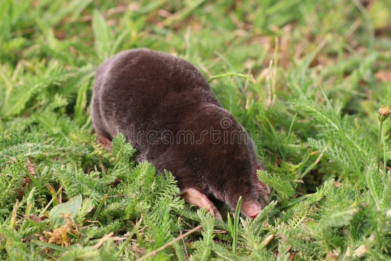 Talpa Europaea Played With Playground In Czech Republic. He Was Plowing ...