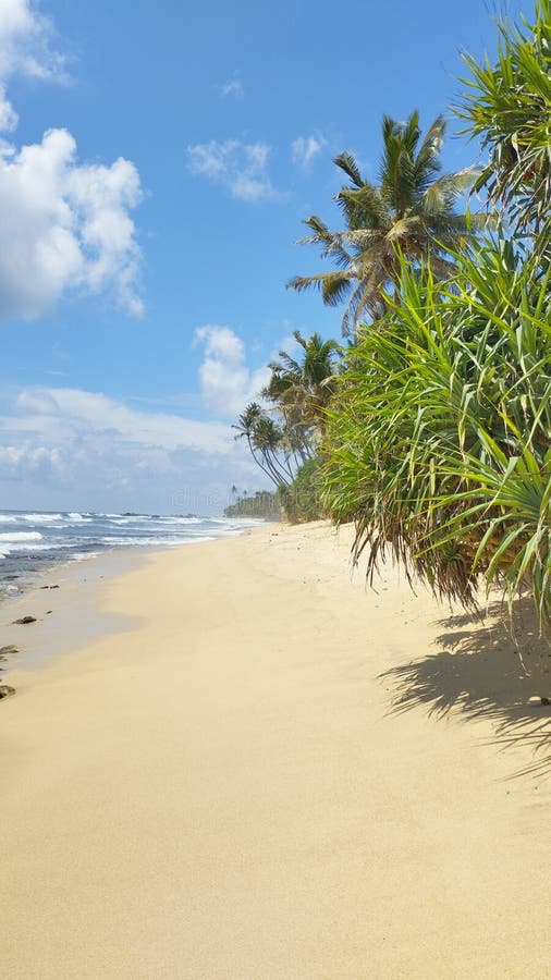 Talpe beach on Sri Lanka stock photo. Image of palms - 359770234