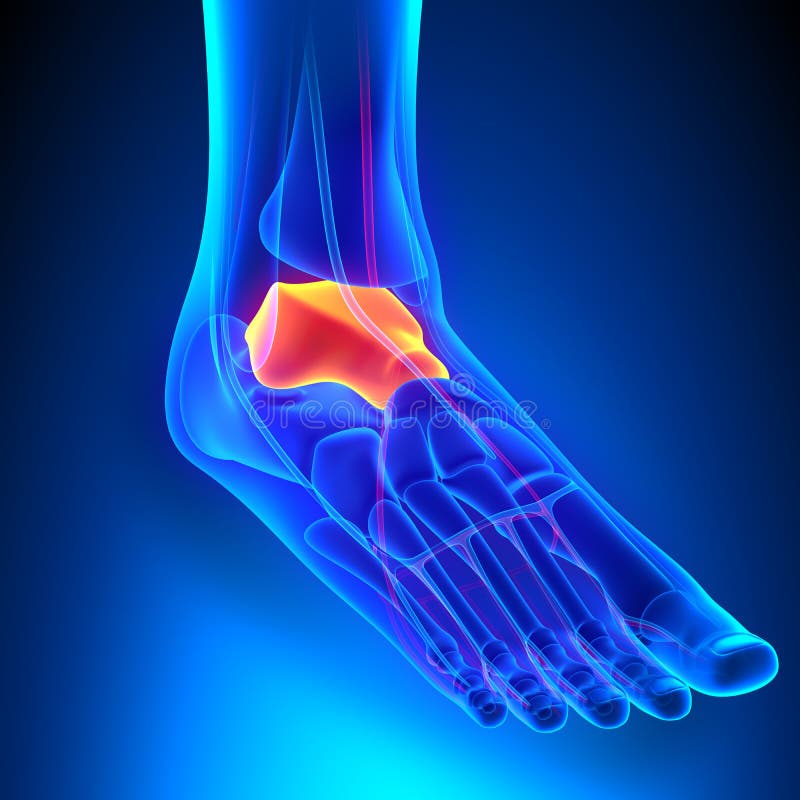 Talus Bone Anatomy Con El Sistema Circulatorio Stock de ilustración ...