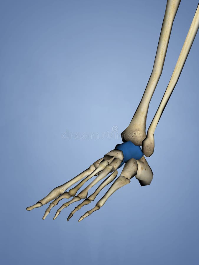 Talus Bone stock illustration. Illustration of anatomical - 95584136