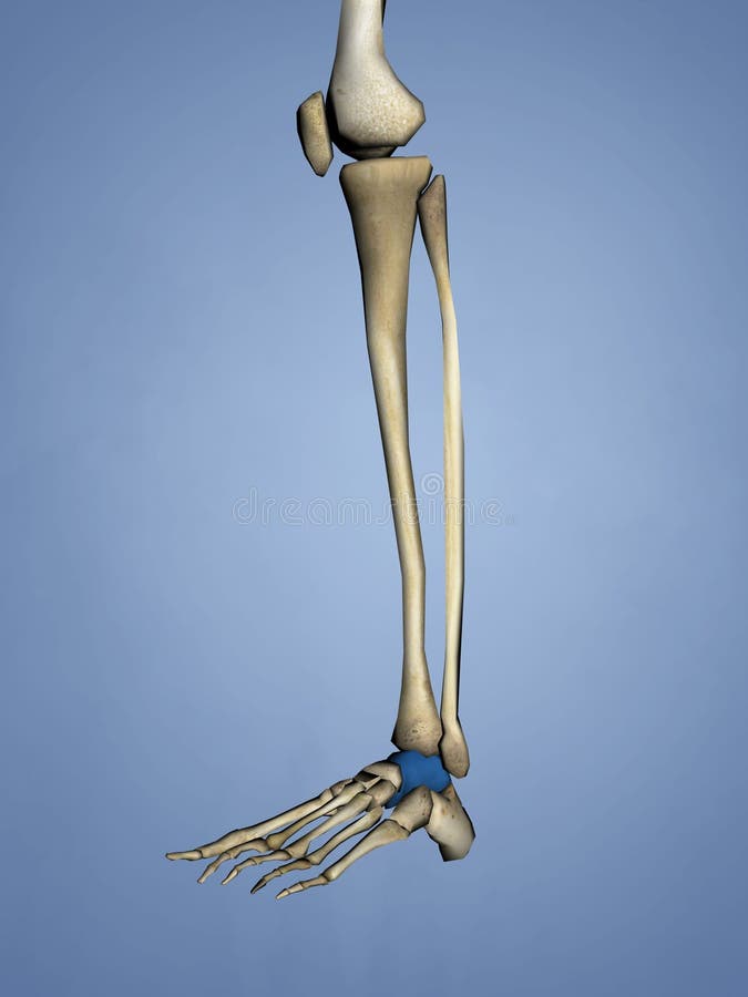 Talus Bone, 3D Model stock illustration. Illustration of talus - 95584154