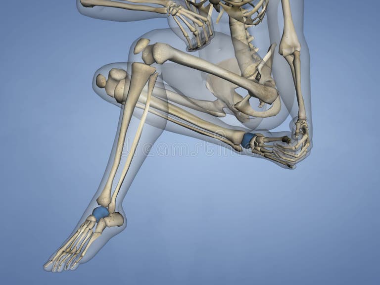 Talus Bone, 3D Model stock illustration. Illustration of model - 95584187