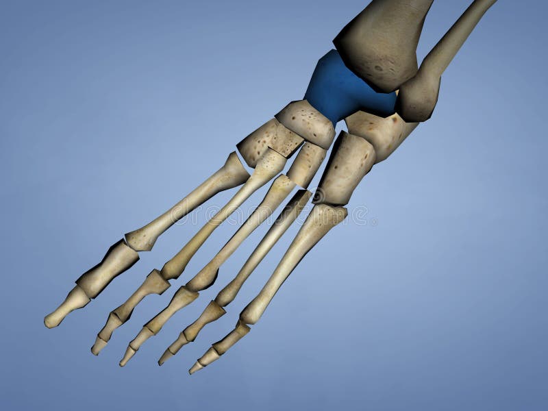 Talus Bone, 3D Model stock illustration. Illustration of bones - 95584199