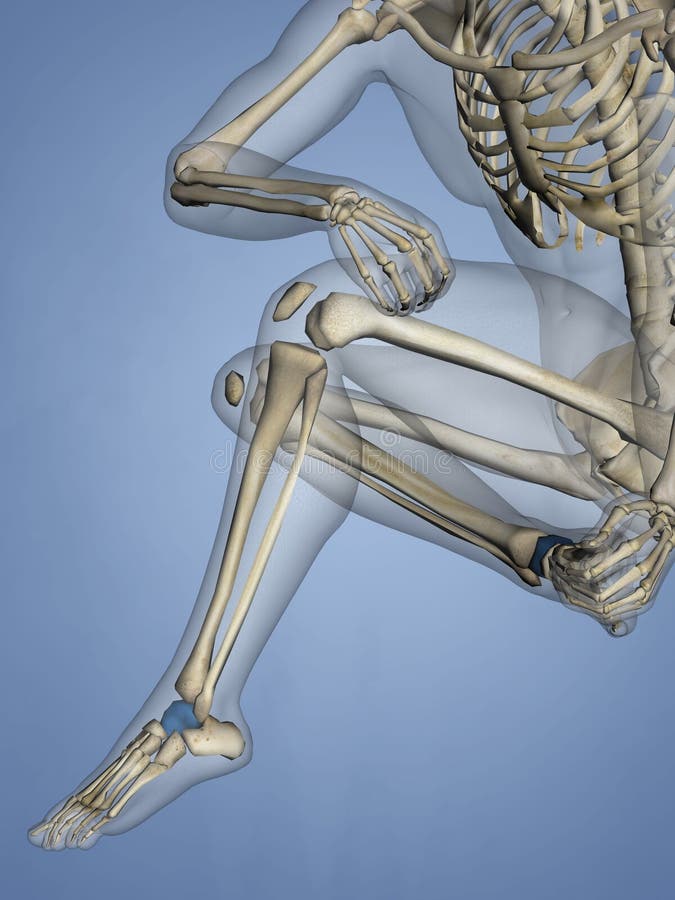 Talus Bone, 3D Model stock illustration. Illustration of talus - 95584203