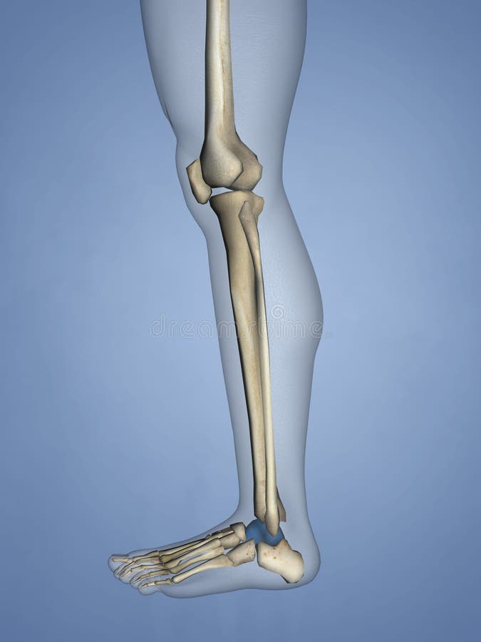 Talus Bone, 3D Model stock illustration. Illustration of bone - 95584261