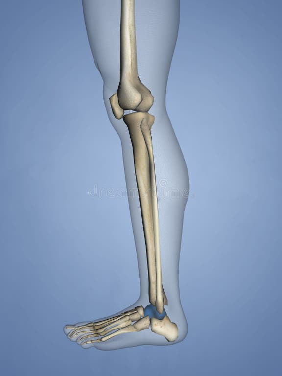 Talus Bone, 3D Model stock illustration. Illustration of bone - 95584261