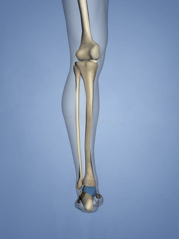 Talus Bone, 3D Model stock illustration. Illustration of medical - 95584309