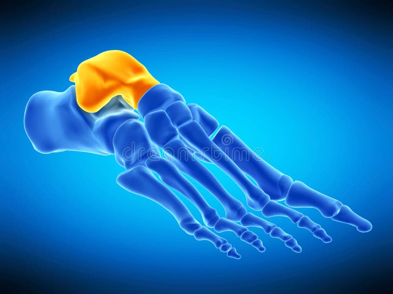 The talus bone stock illustration. Illustration of phalanges - 73211989