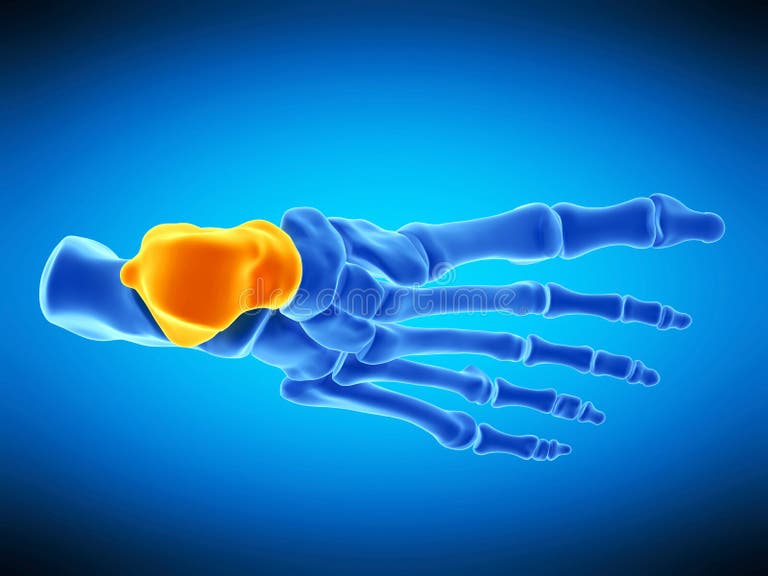 Talus Bone Stock Illustrations – 987 Talus Bone Stock Illustrations ...