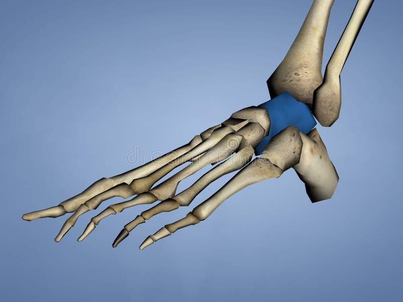 Talus Bone, modèle 3D illustration stock. Illustration du crâne - 95584156