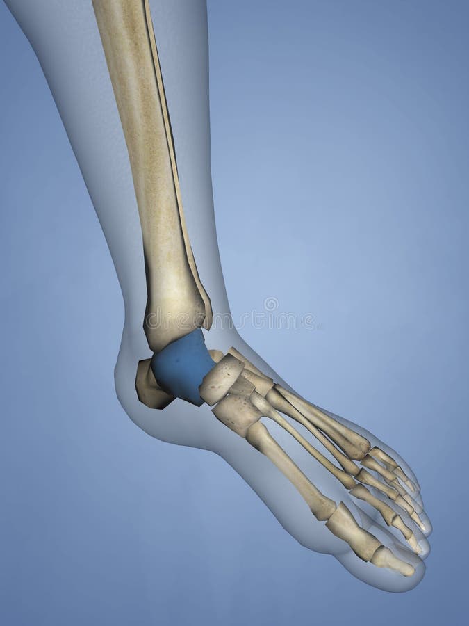 Talus Bone, modèle 3D illustration stock. Illustration du talus - 95584222