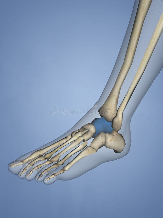 Talus Bone, modelo 3D stock de ilustración. Ilustración de figura ...