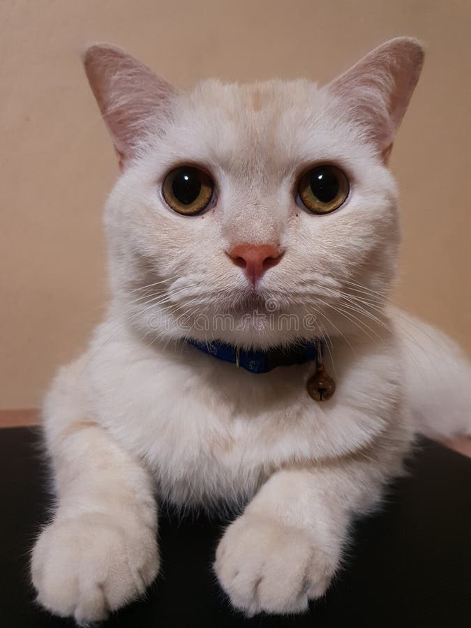 Tama CAT stock photo. Image of cute, cats, animal, tama - 119603596