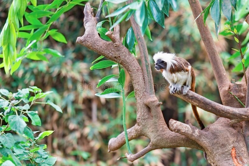 TamarÃ­n monkey stock photo. Image of nature, cotton - 185666658