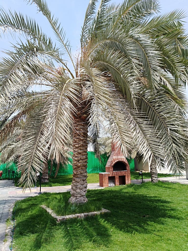 402 Tamar Tree Stock Photos - Free & Royalty-Free Stock Photos from ...