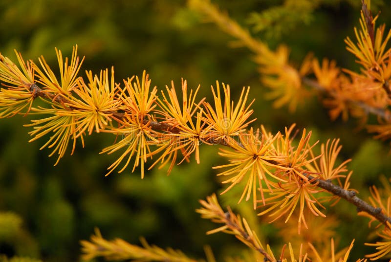 Tamarack or American Larch stock photo. Image of laricina - 1353238
