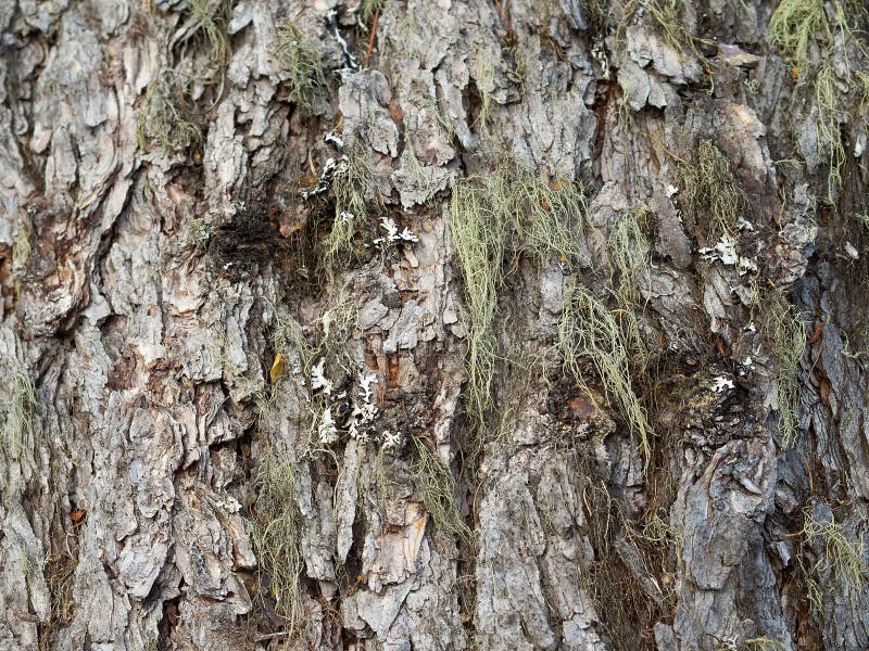 Tamarack Bark Texture with Lichen Stock Image - Image of pattern ...