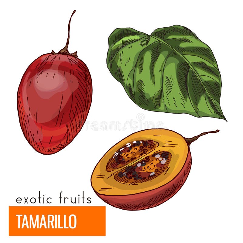 Tamarillo. Color Vector Illustration. Stock Vector - Illustration of ...