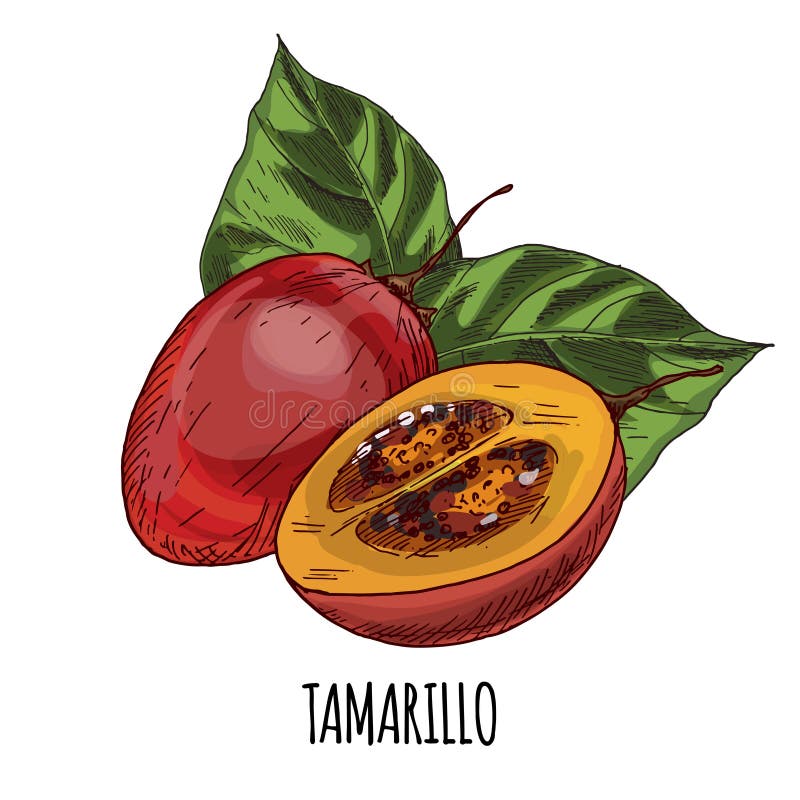 Tamarillo. Full Color Realistic Hand Drawn Vector Stock Vector ...