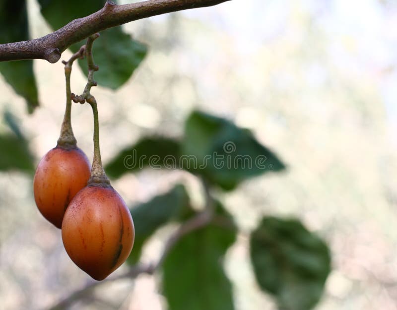 Tamarillo (tree tomato) stock image. Image of plant, antioxidant - 17232573