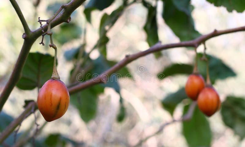 Tamarillo (tree tomato) stock photo. Image of fruit, produce - 17232622