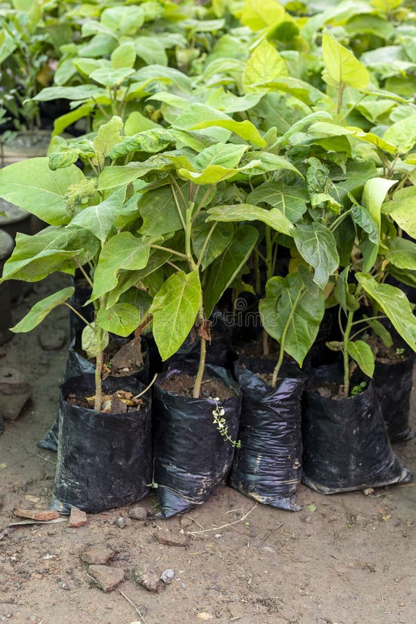 Tamarillo or Tomato Tree Seedlings Growing in Poly Bags in Nursery ...