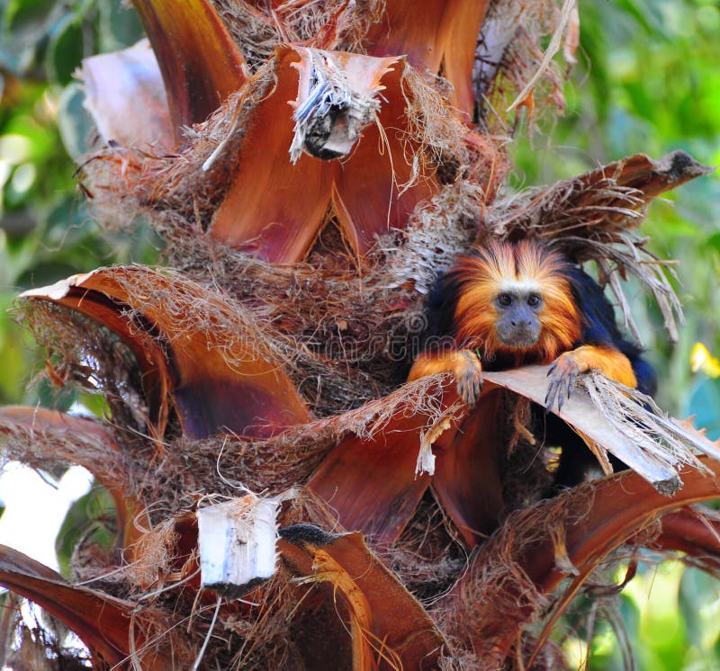 221 Golden Lion Tamarin Baby Stock Photos - Free & Royalty-Free Stock ...